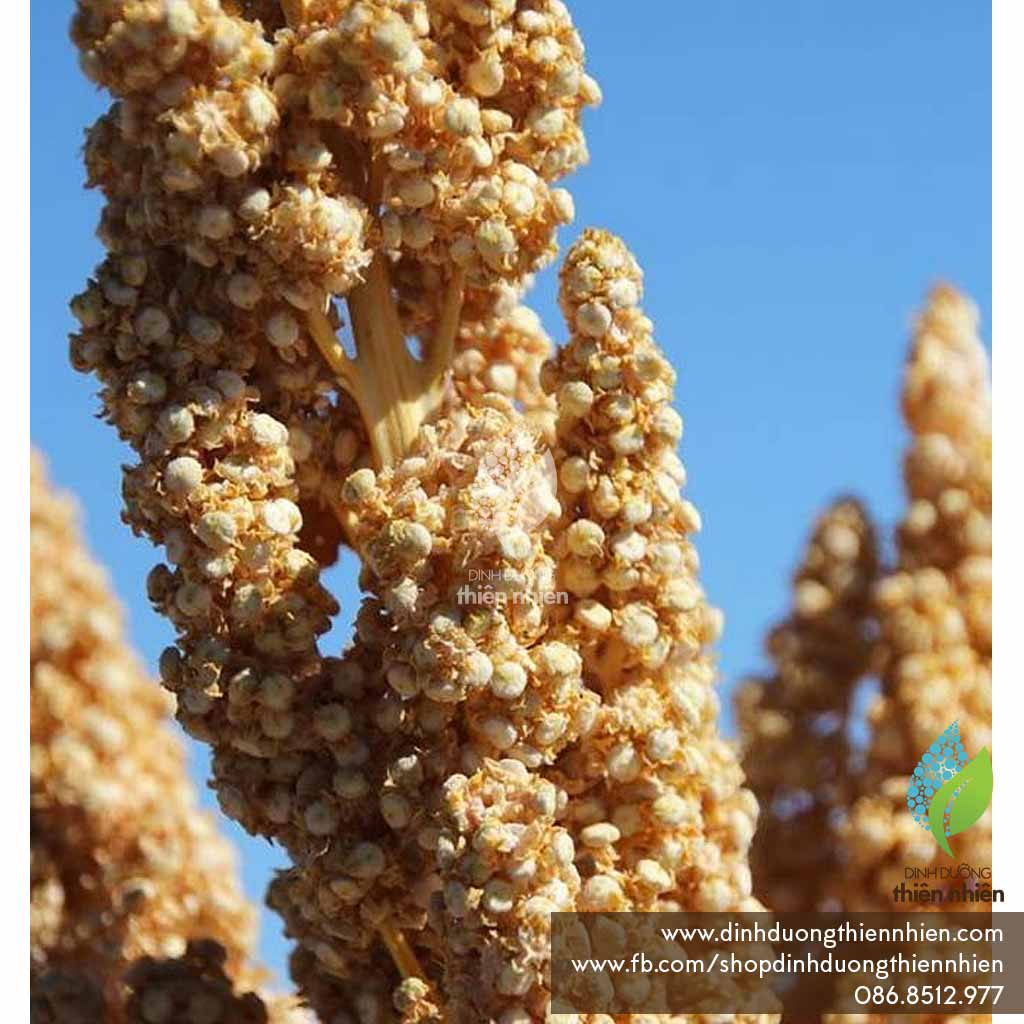Hạt Diêm Mạch Hữu Cơ Markal Organic Quinoa, 500g - Dinh Duong Thien Nhien